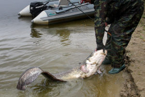Catfish – guided fishing in Poland