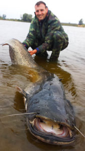 Catfish – guided fishing in Poland