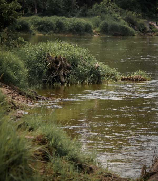 Asp – guided fishing in Poland