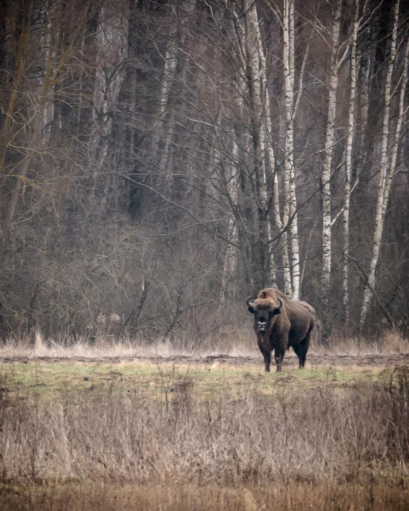 European bison safari in Poland – Białowieża Forest